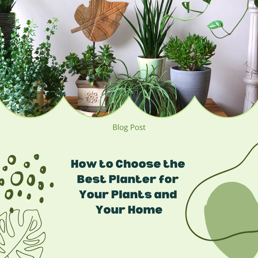 How to Choose the Best Planter for Your Plants and Your Home - Cart In Mart